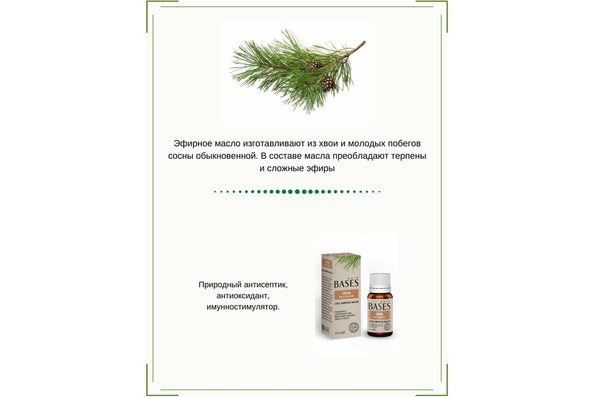 Эфирное масло PURE BASES Сосна 906273 - выгодная цена, отзывы ...