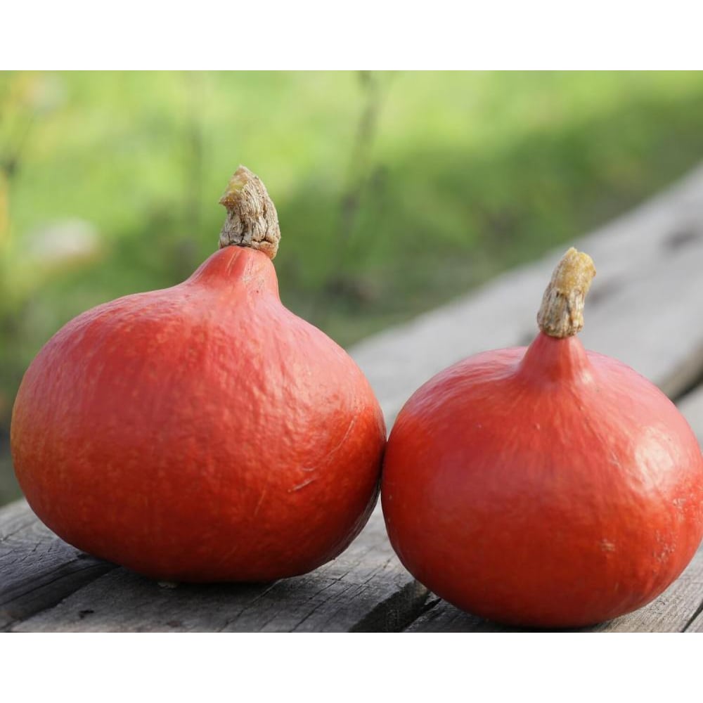 Тыква Престиж-Семена Кёрлинг F1 00036896 - выгодная цена, отзывы ...