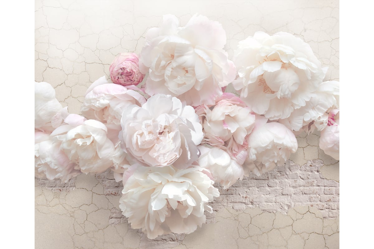 Фотообои PRIMAVERA Пионы 3D PV-1083-P3 - выгодная цена, отзывы ...