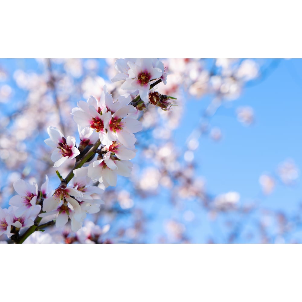 Фотообои PRIMAVERA Весна PV-1093-P4 - выгодная цена, отзывы ...