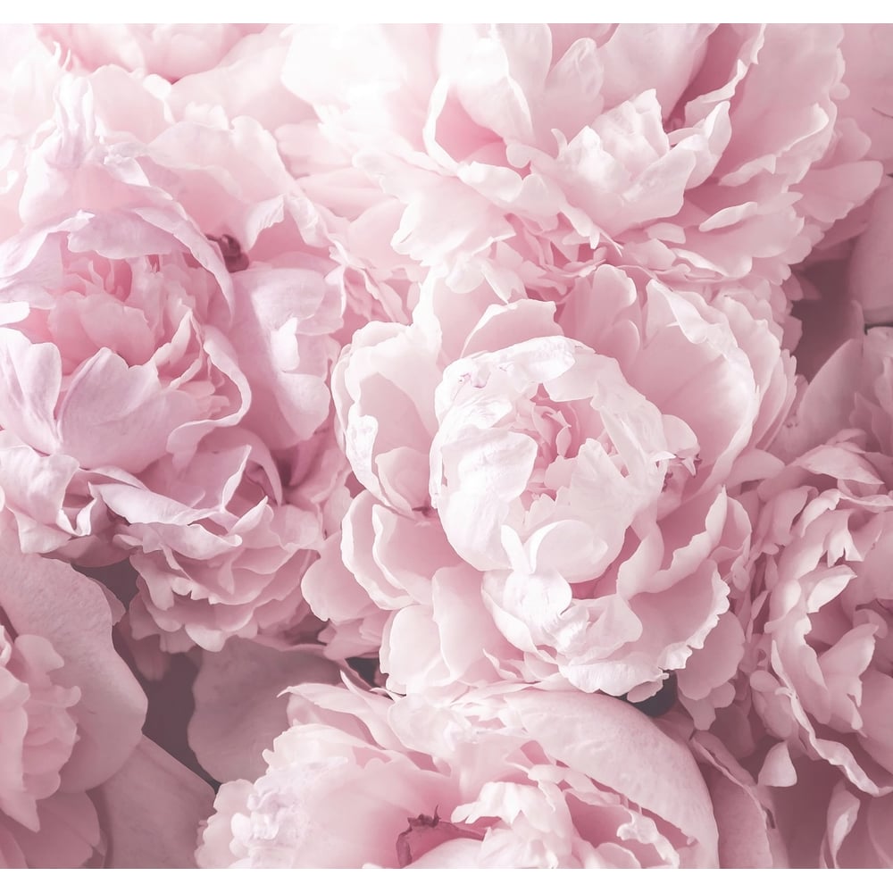 Фотообои PRIMAVERA Пионы PV-1004-P4 - выгодная цена, отзывы ...