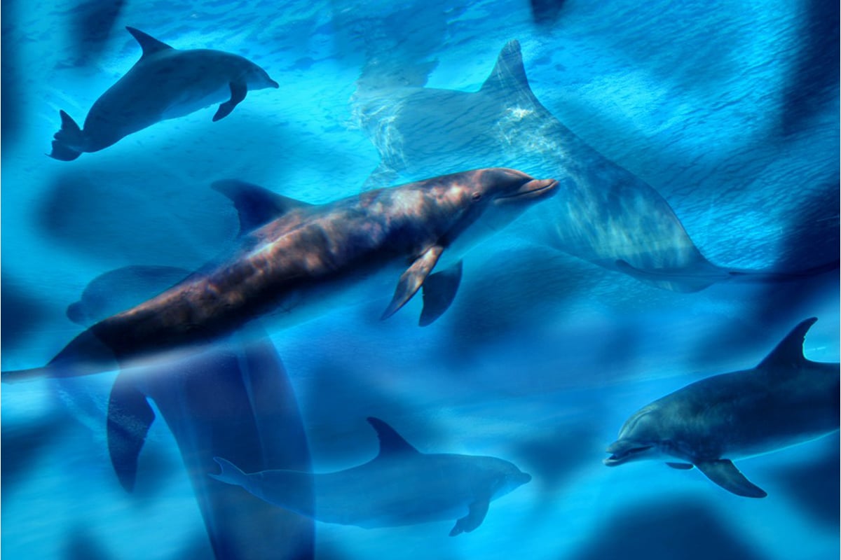 Фотообои Студия фотообоев Дельфины, 400x270 см, 4 полотна 1401682 ...