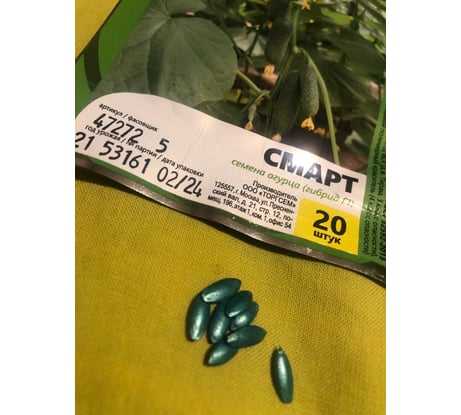 Отзывы о смарте F1 семена огурца 20 шт ЭС мини ELITE PLANT-BREEDING ...